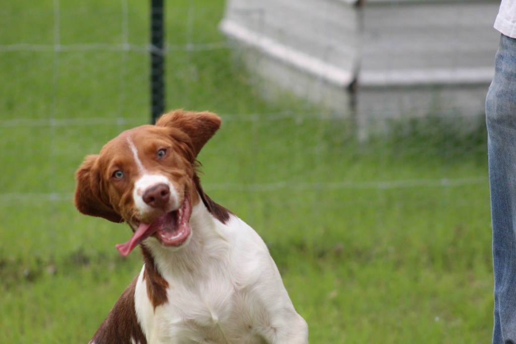 Available Puppies - Edenbright Brittanys